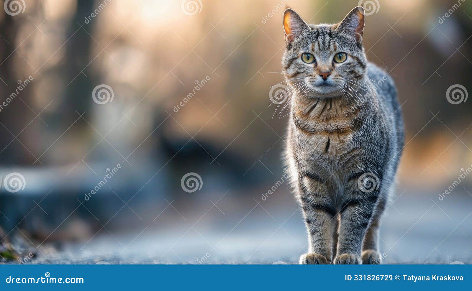 A Fearless Cat Standing Boldly With An Intense Gaze Stock Photography ...