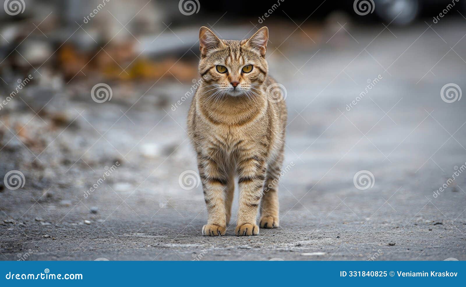 A Fearless Cat Standing Boldly With An Intense Gaze Stock Photography ...