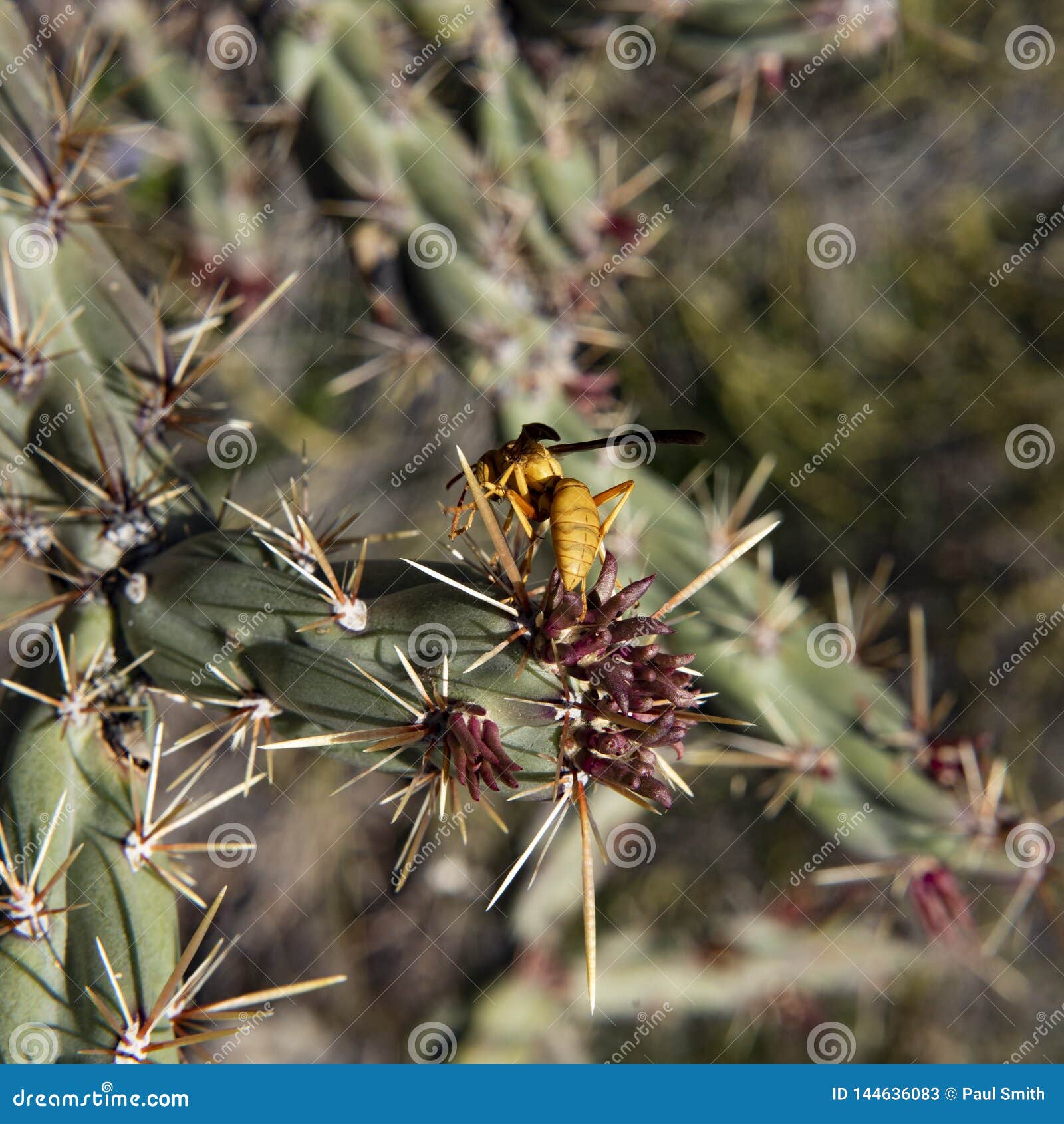 Yellow Wasp on a Cholla Cactus, Second Water Trail, Superstition ...