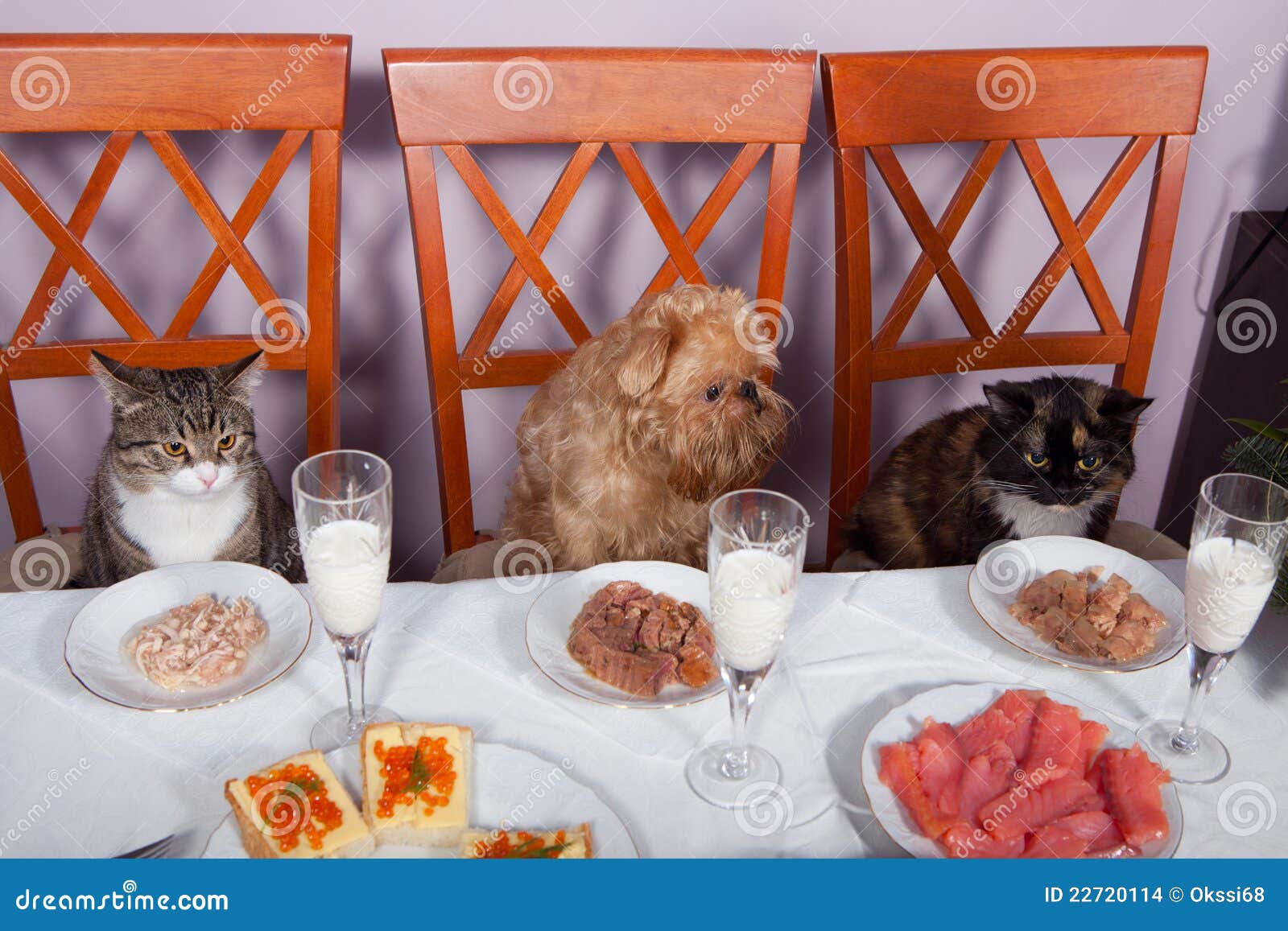 Feast for the animals stock photo. Image of chairs, milk - 22720114
