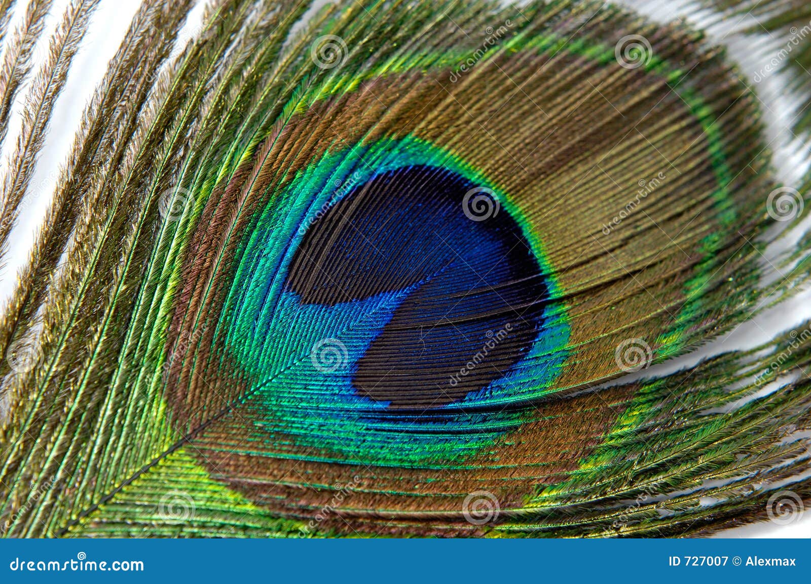 Feather 1 stock image. Image of close, colors, green, colorful - 727007