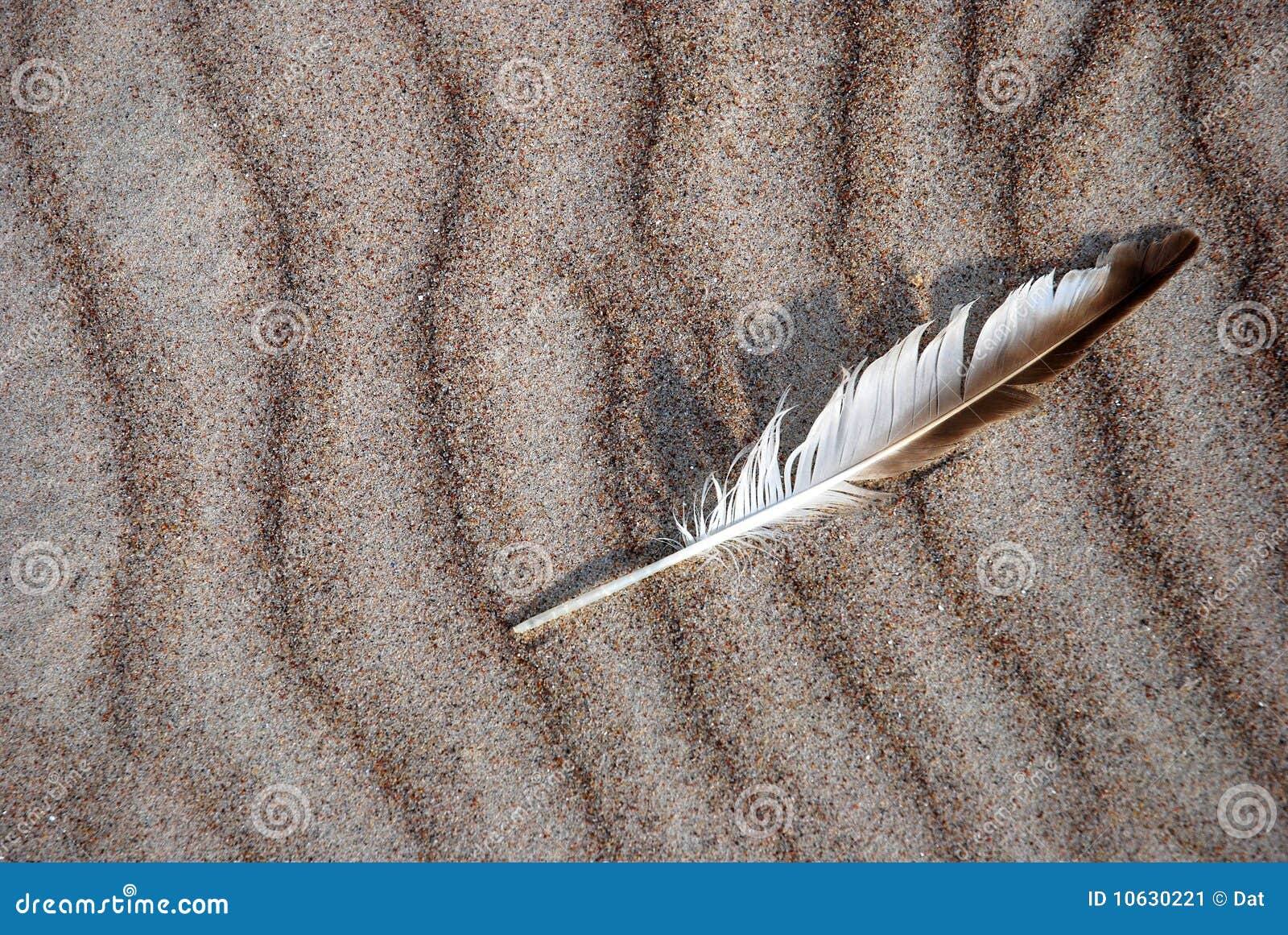 Feather stock image. Image of feather, impression, alone - 10630221