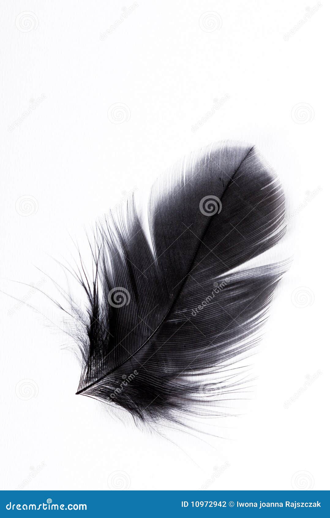 Feather stock photo. Image of nature, detail, feather - 10972942