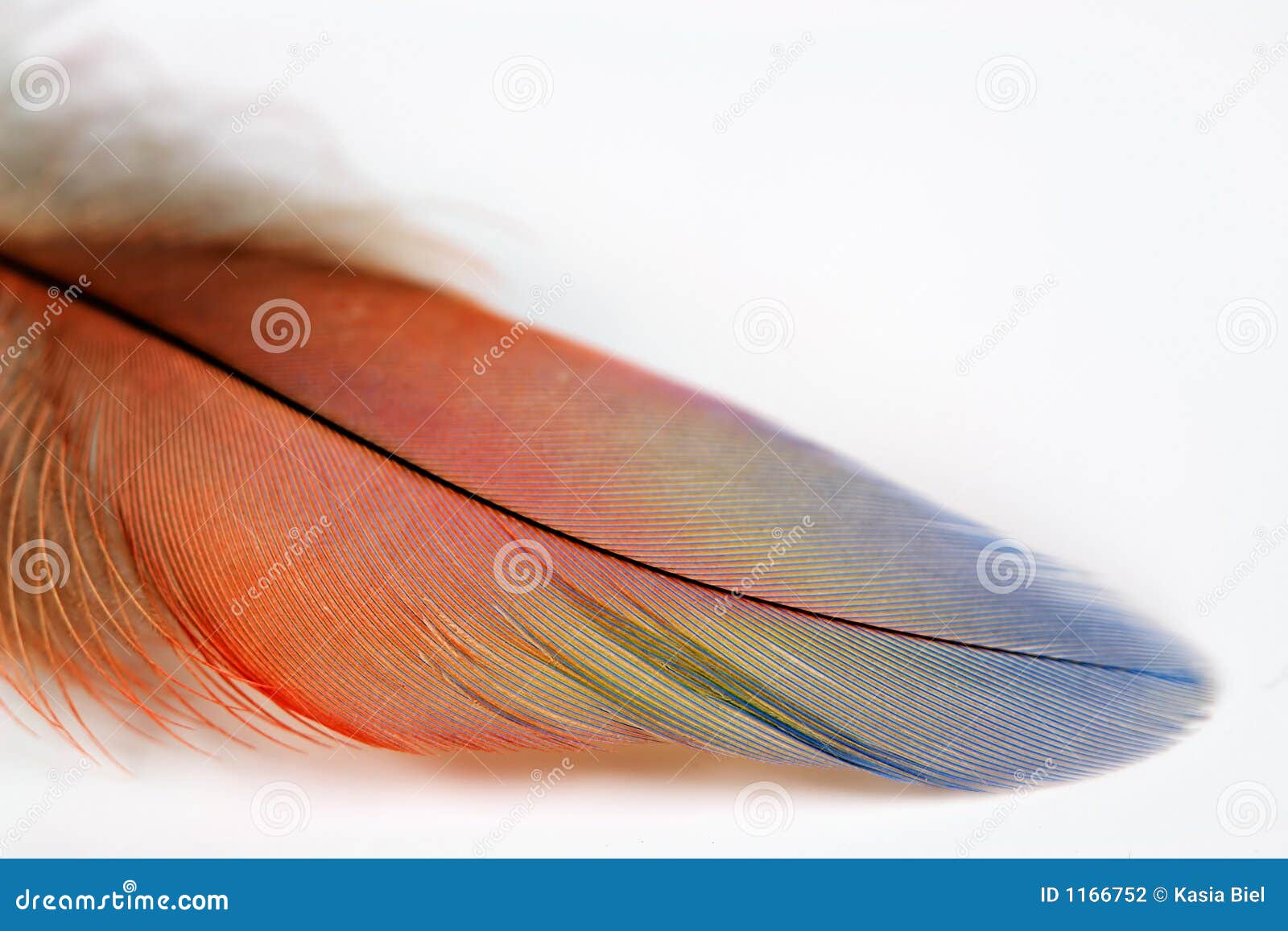 Feather stock photo. Image of detail, feathering, abstract - 1166752