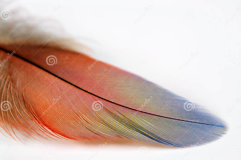 Feather stock photo. Image of detail, feathering, abstract - 1166752