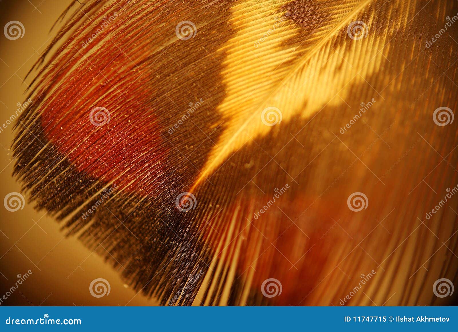 Feather stock image. Image of bird, feather, macro, cosiness - 11747715