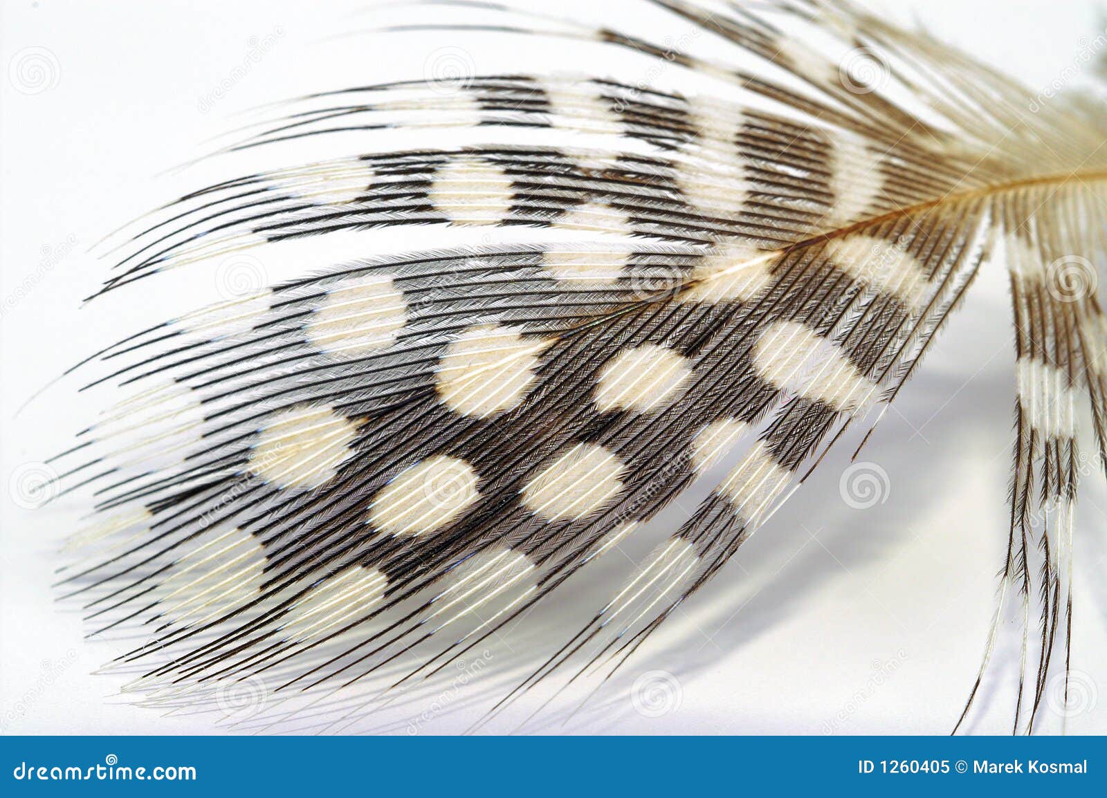 Feather stock image. Image of spotted, closeup, freckled - 1260405