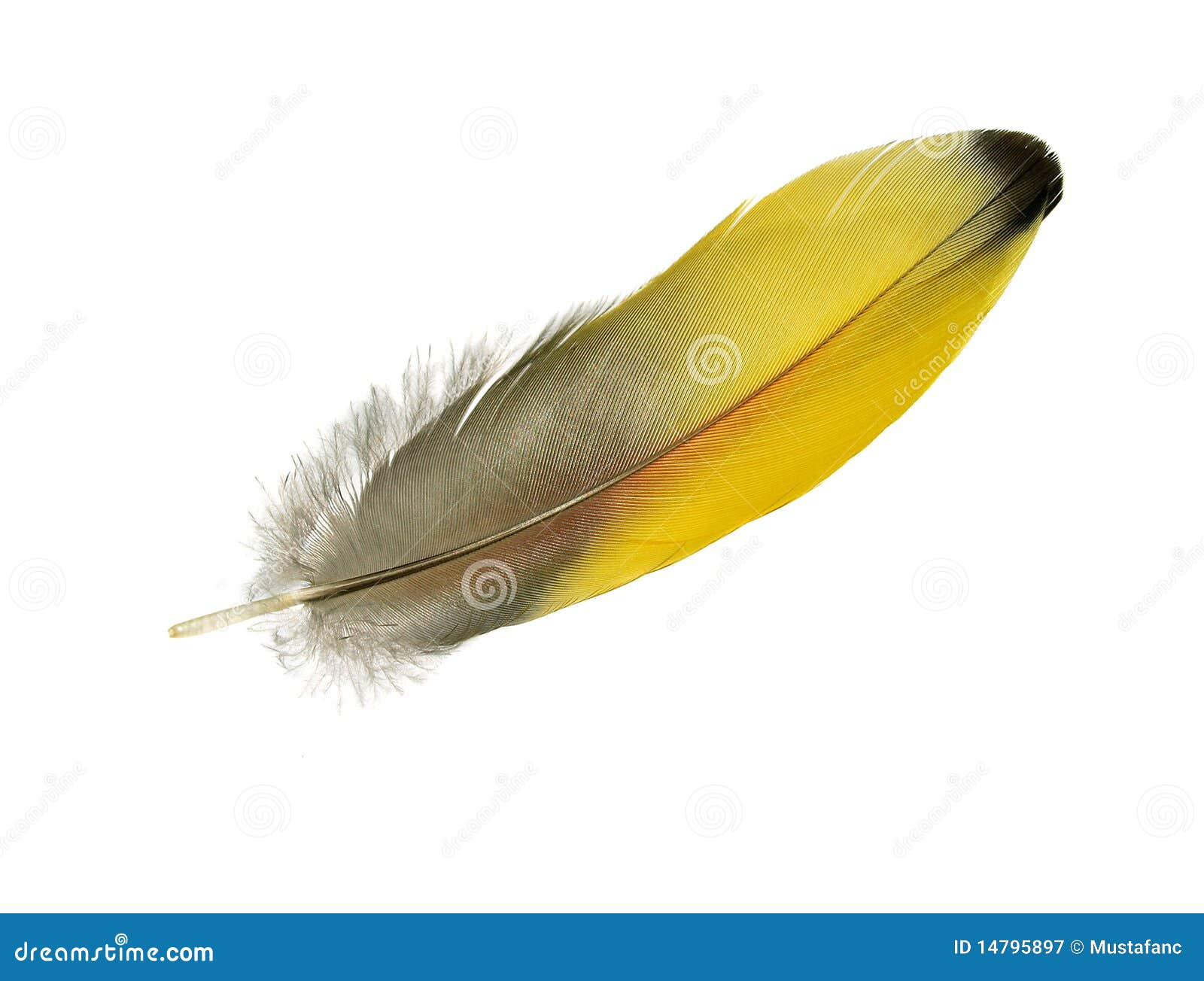 Feather stock image. Image of detail, bird, white, decoration - 14795897