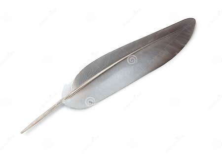 Isolated feather stock image. Image of gentle, closeup - 15566053