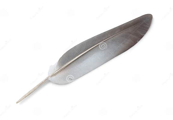 Isolated feather stock image. Image of gentle, closeup - 15566053