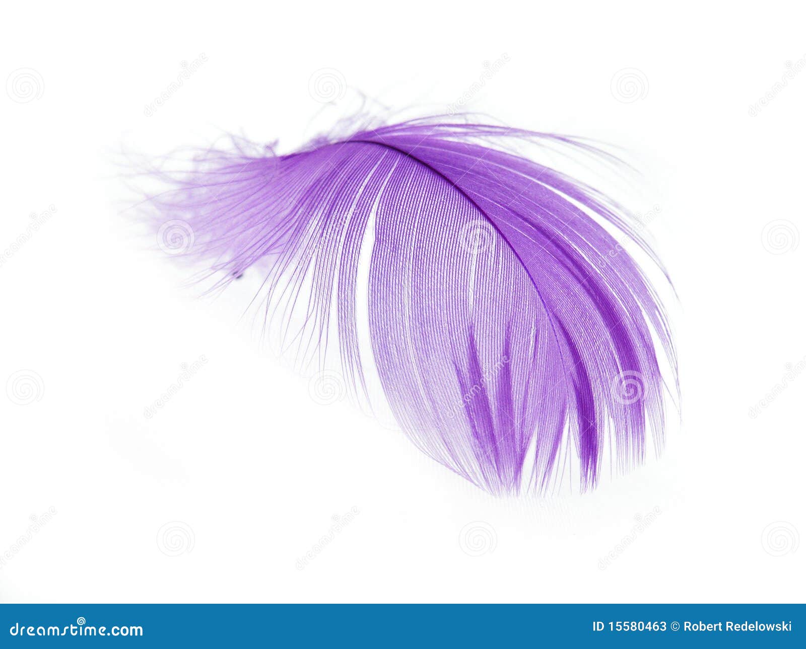 6,220 Violet Feather Photos - Free & Royalty-Free Stock Photos from ...