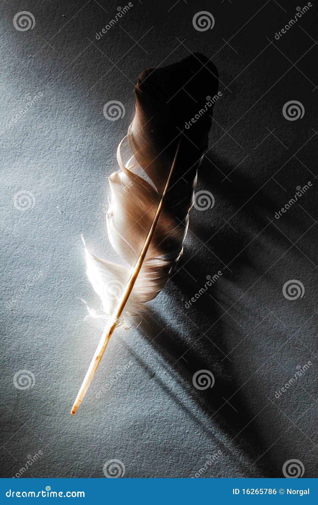Feather stock photo. Image of wing, isolate, shadow, plumage - 16265786