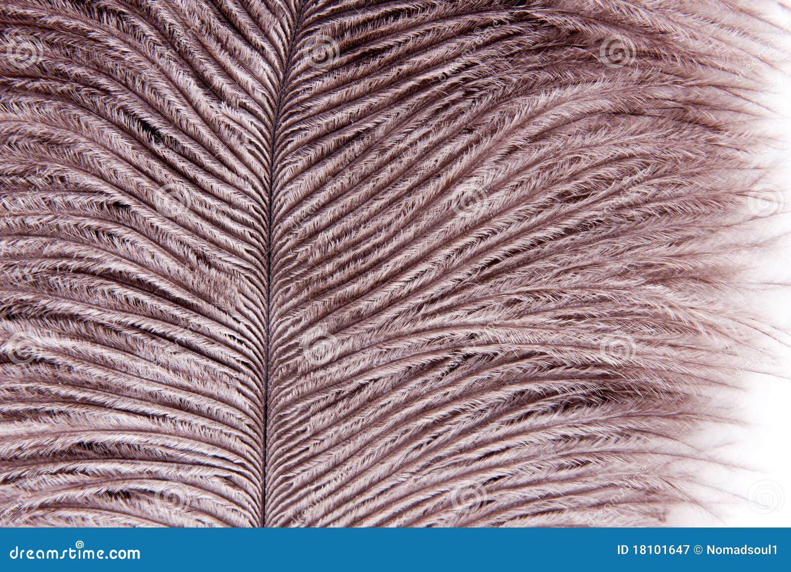 A feather stock image. Image of close, elegance, macro - 18101647