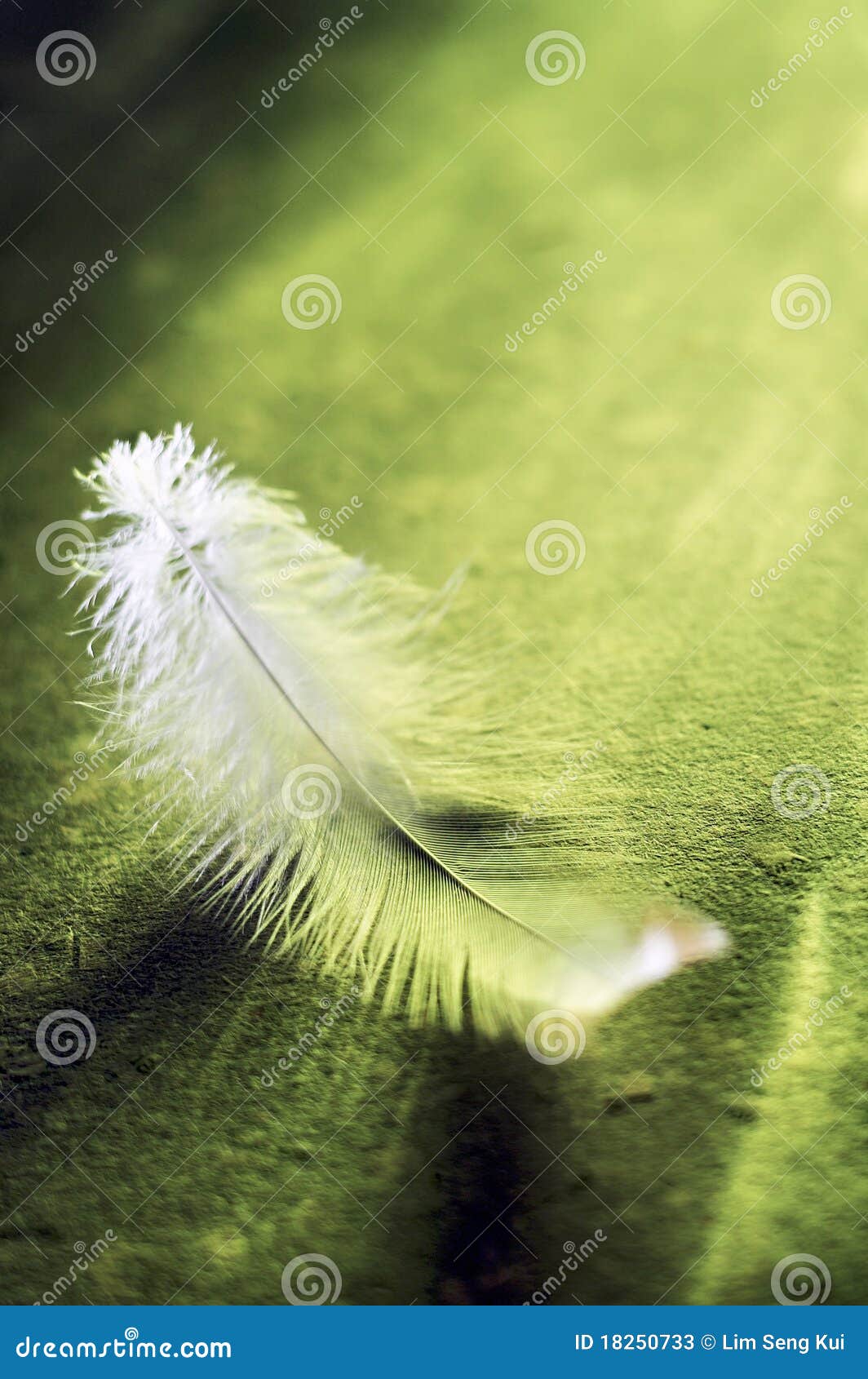 Feather stock image. Image of soft, bird, levitation - 18250733