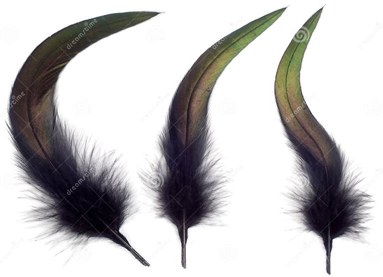 Chirographer stock photo. Image of desig, wing, chirography - 19094604