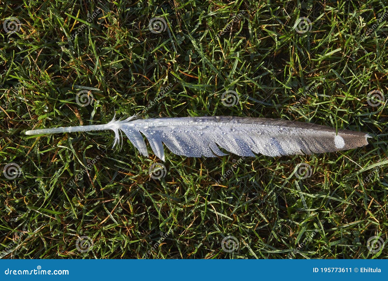 Wet feather on ground stock image. Image of fallen, bird - 195773611