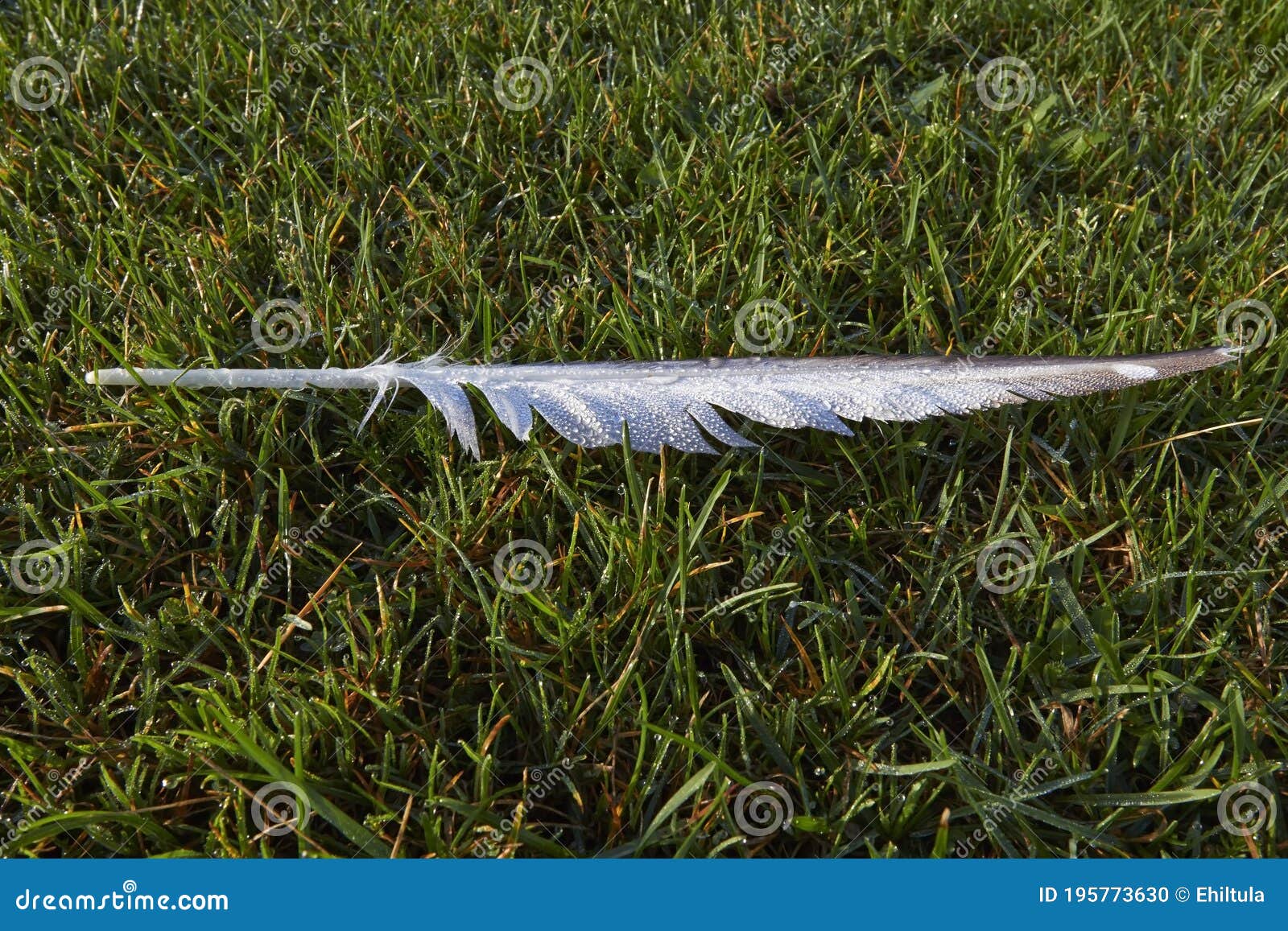 Wet feather on ground stock photo. Image of moist, plume - 195773630