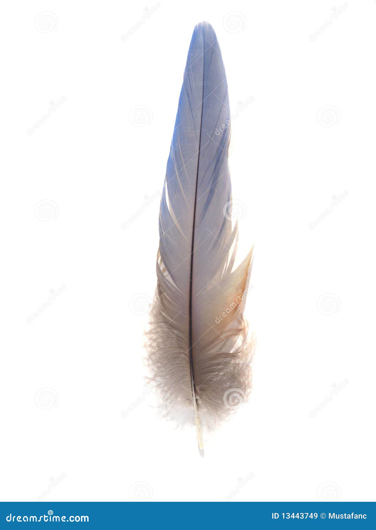 Feather 2 stock image. Image of carribbean, bright, feathered - 13443749