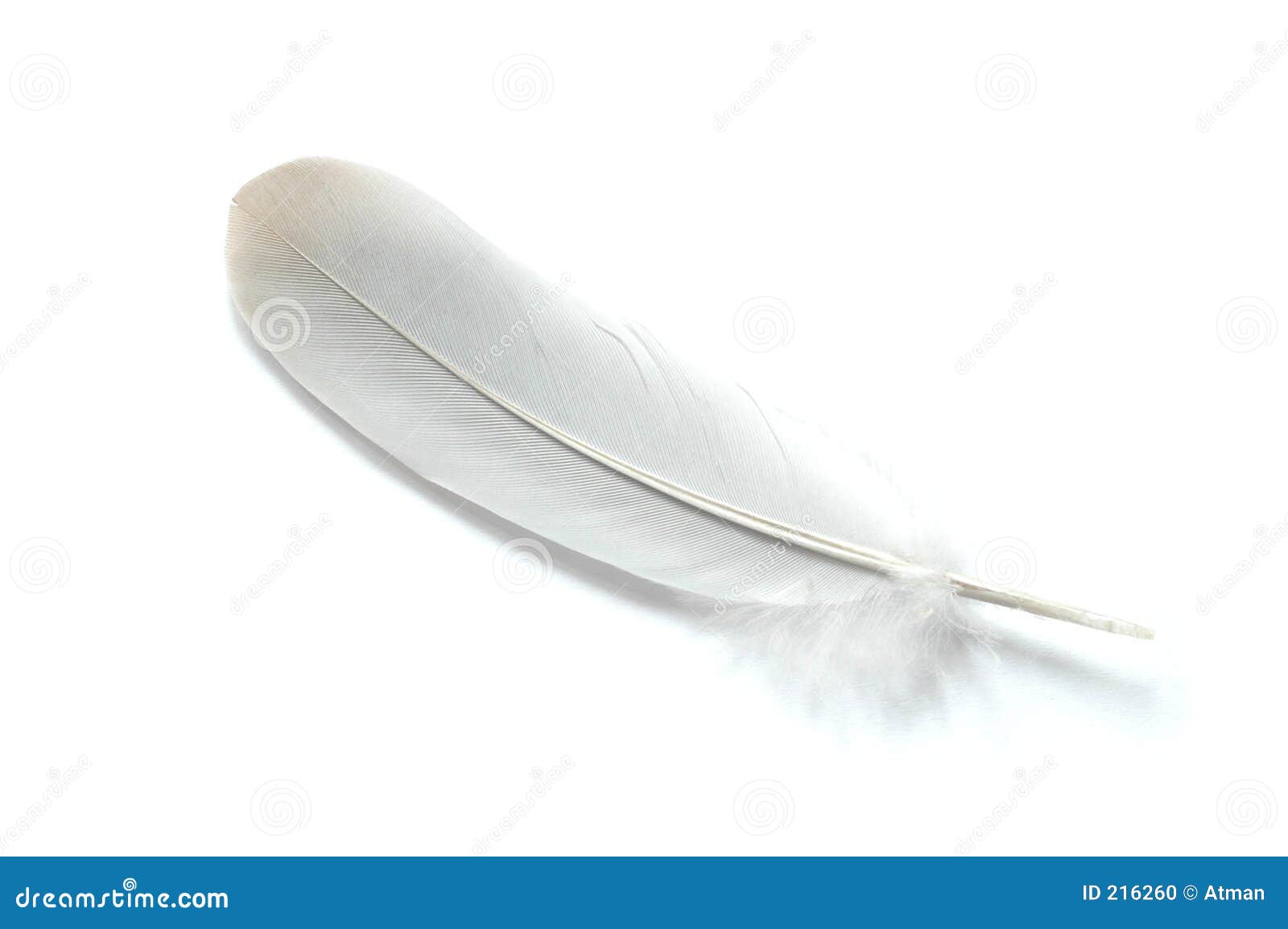 Feather stock photo. Image of barbs, gray, nature, shaft - 216260