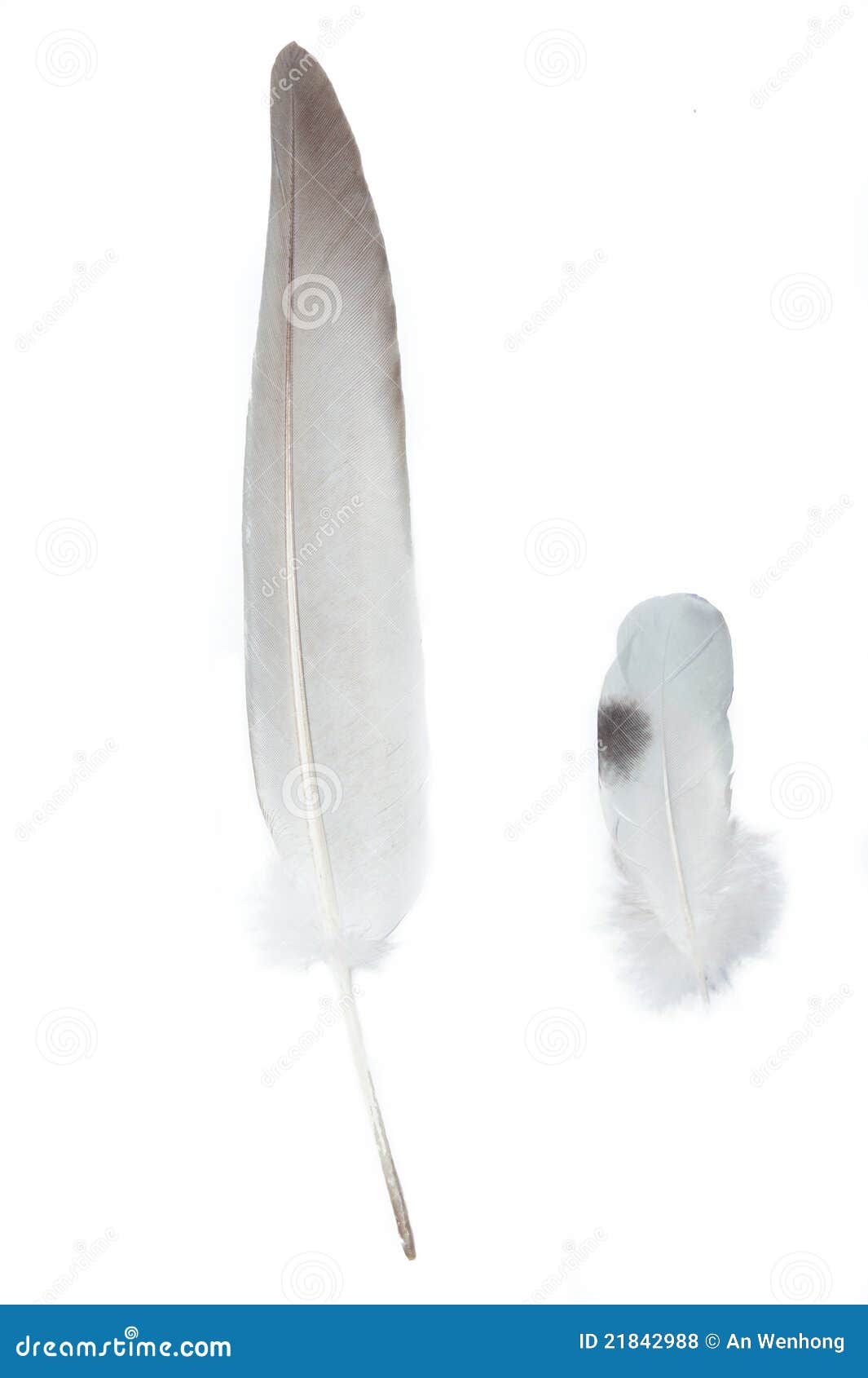 Feather stock photo. Image of object, imagination, abstract - 21842988