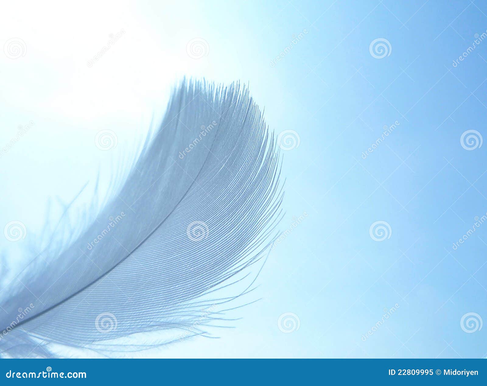 Feather stock image. Image of white, bright, backlit - 22809995