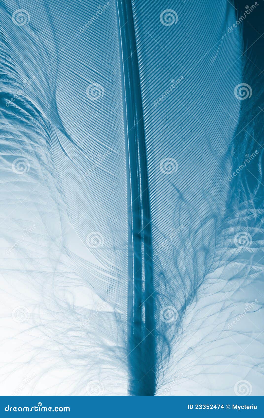 Feather Picture. Image: 23352474