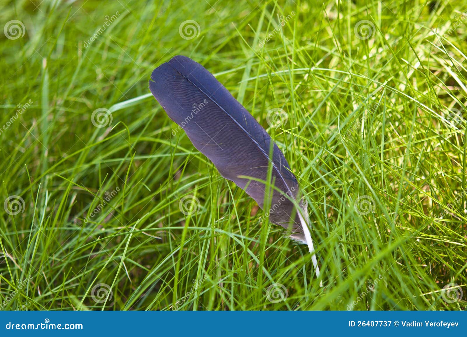Feather stock image. Image of light, wind, feather, nature - 26407737