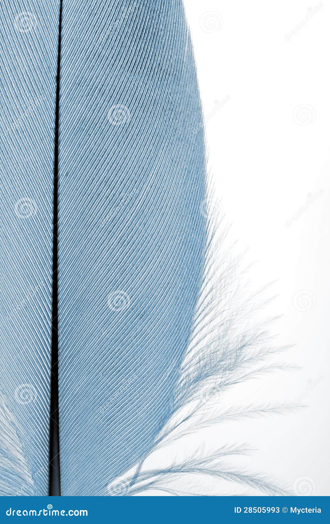 Feather stock image. Image of decoration, falling, feather - 28505993