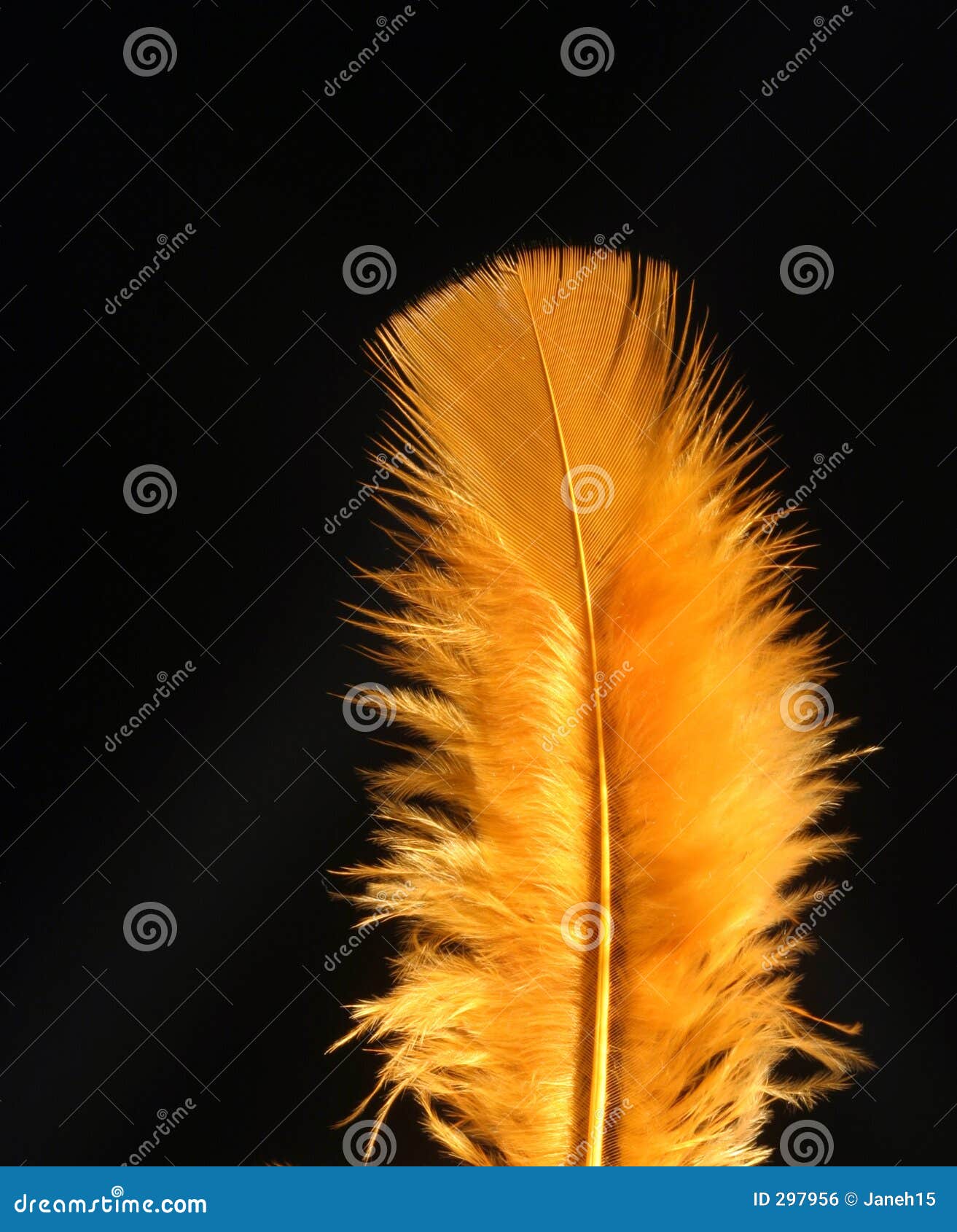 Feather stock photo. Image of brilliant, artistic, vivid - 297956