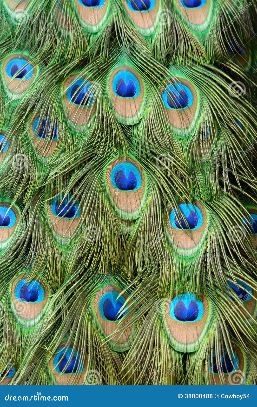 Feather stock photo. Image of natural, tail, rainforest - 38000488
