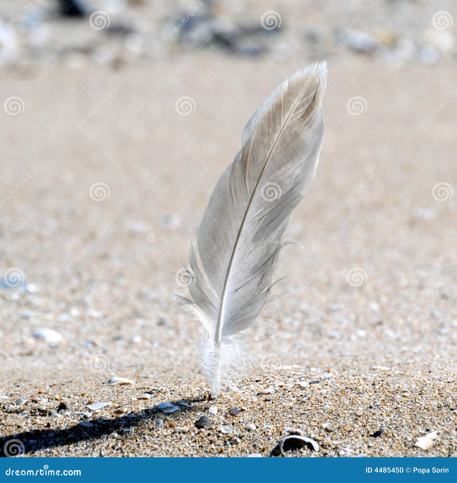 Feather stock photo. Image of bird, cirrus, gentle, feathers - 4485450