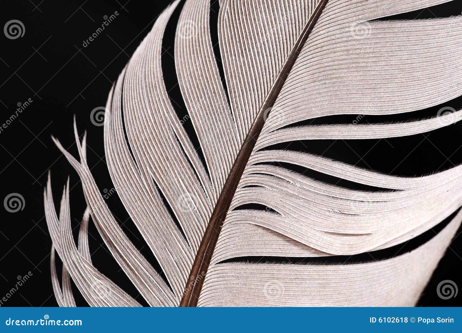 Feather stock photo. Image of slight, touch, elegance - 6102618