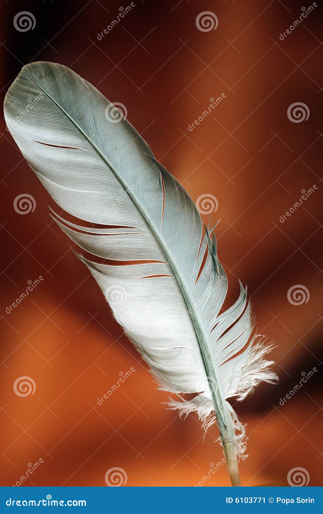 Feather stock image. Image of airiness, macro, touch, feather - 6103771