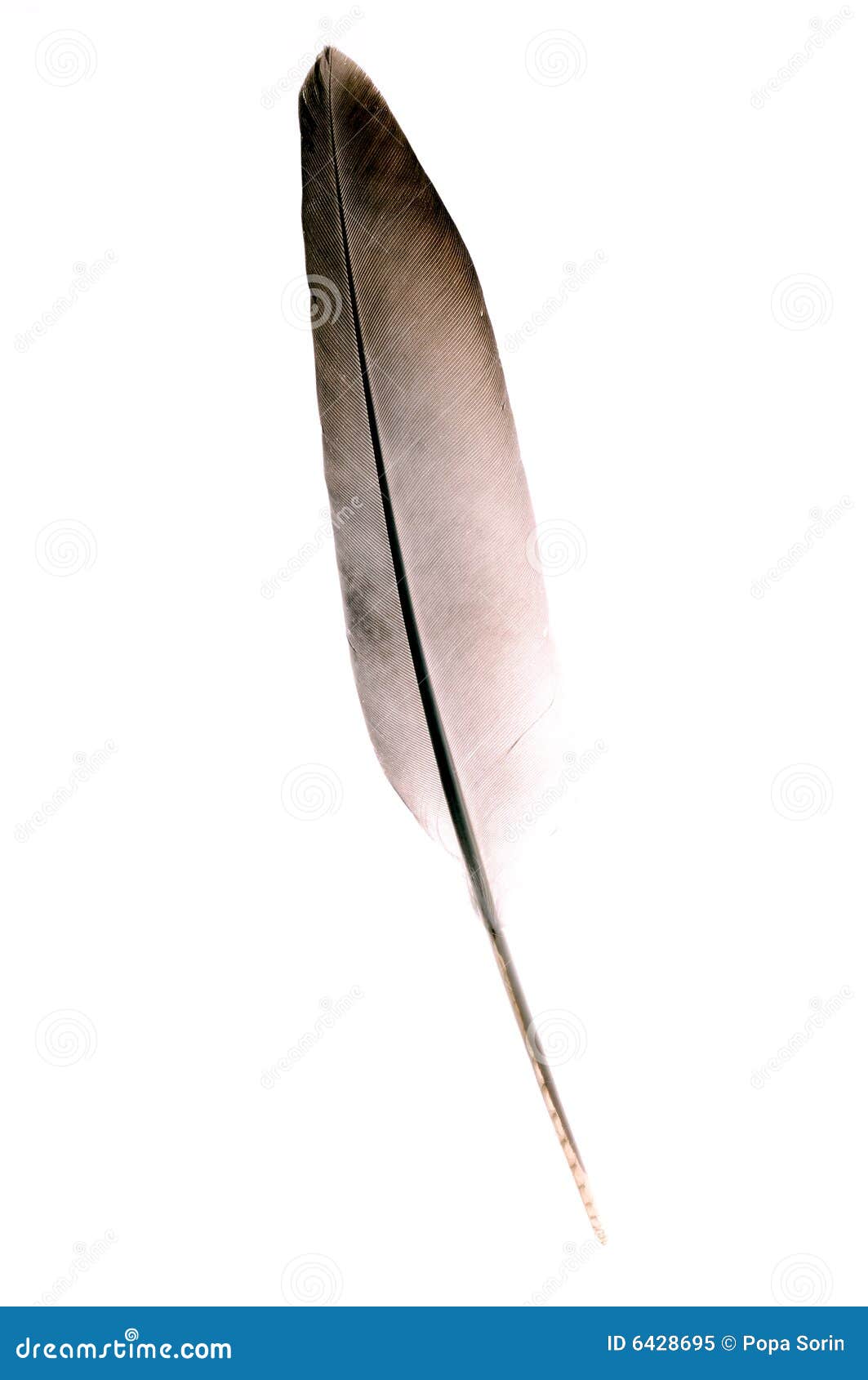 Feather Picture. Image: 6428695