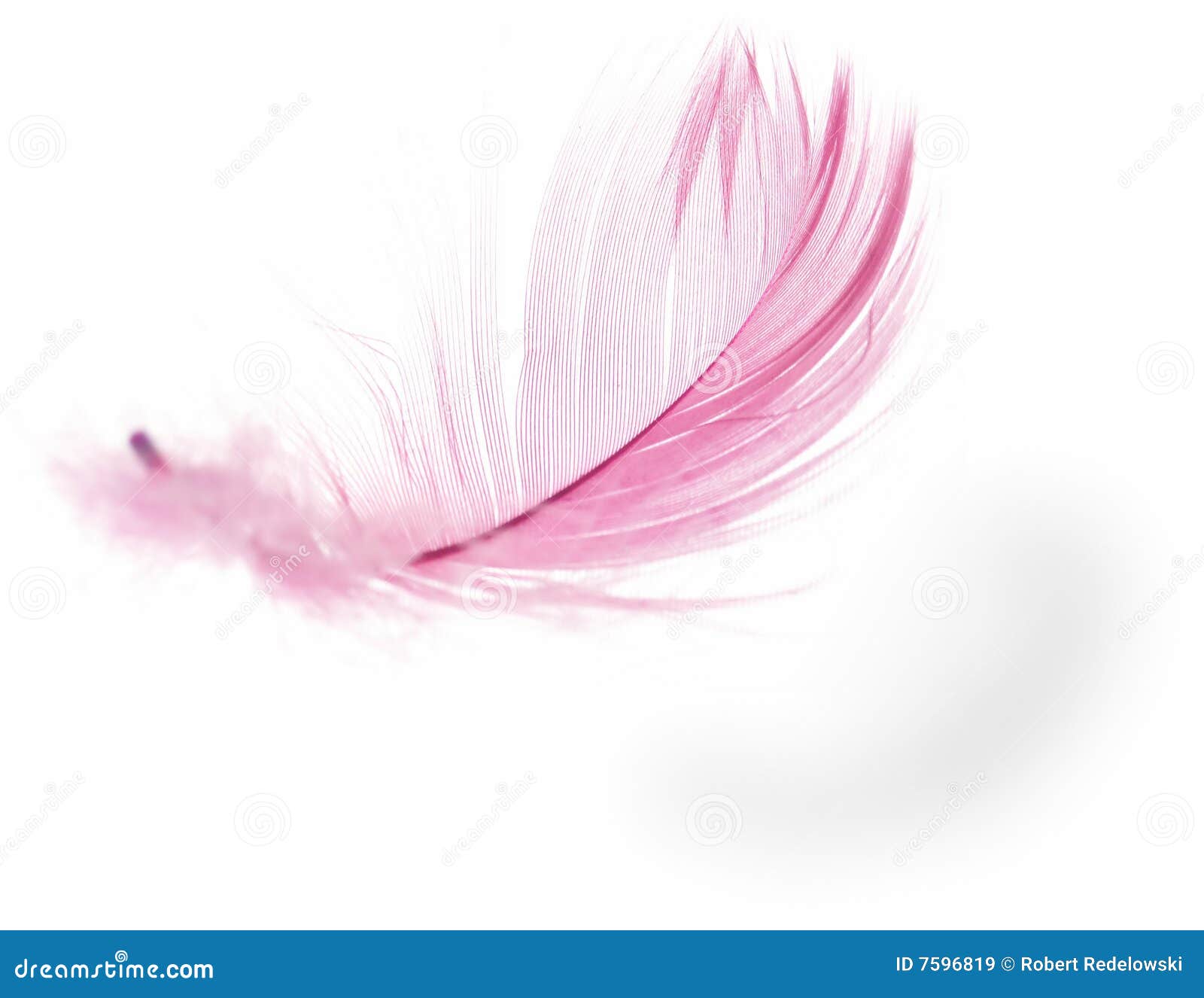 Feather stock image. Image of acessory, puff, light, fragile - 7596819