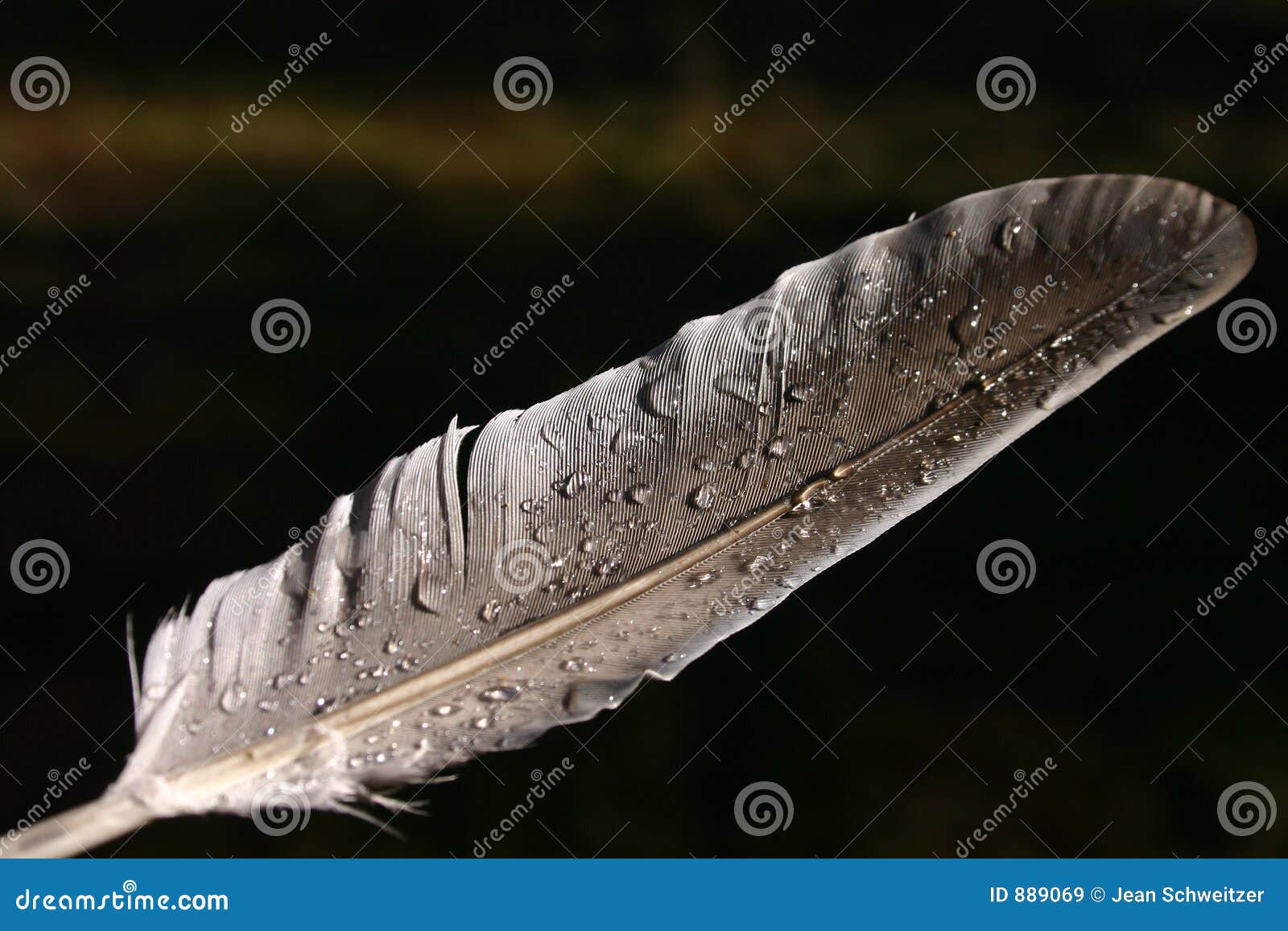 Feather stock image. Image of drop, feathers, isolated - 889069