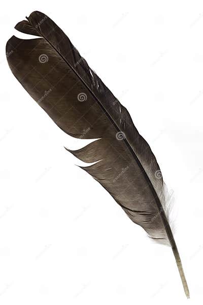 Feather stock photo. Image of weight, flying, feathering - 931466