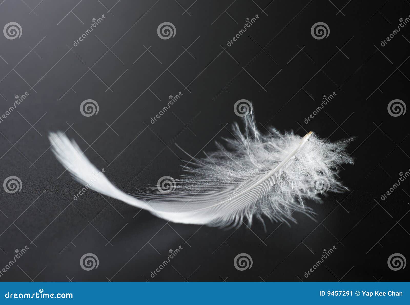 White Feather Border Stock Photo | CartoonDealer.com #11641584