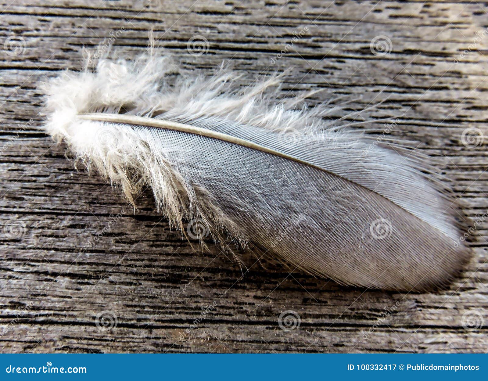 Feather, Animal Product Picture. Image: 100332417