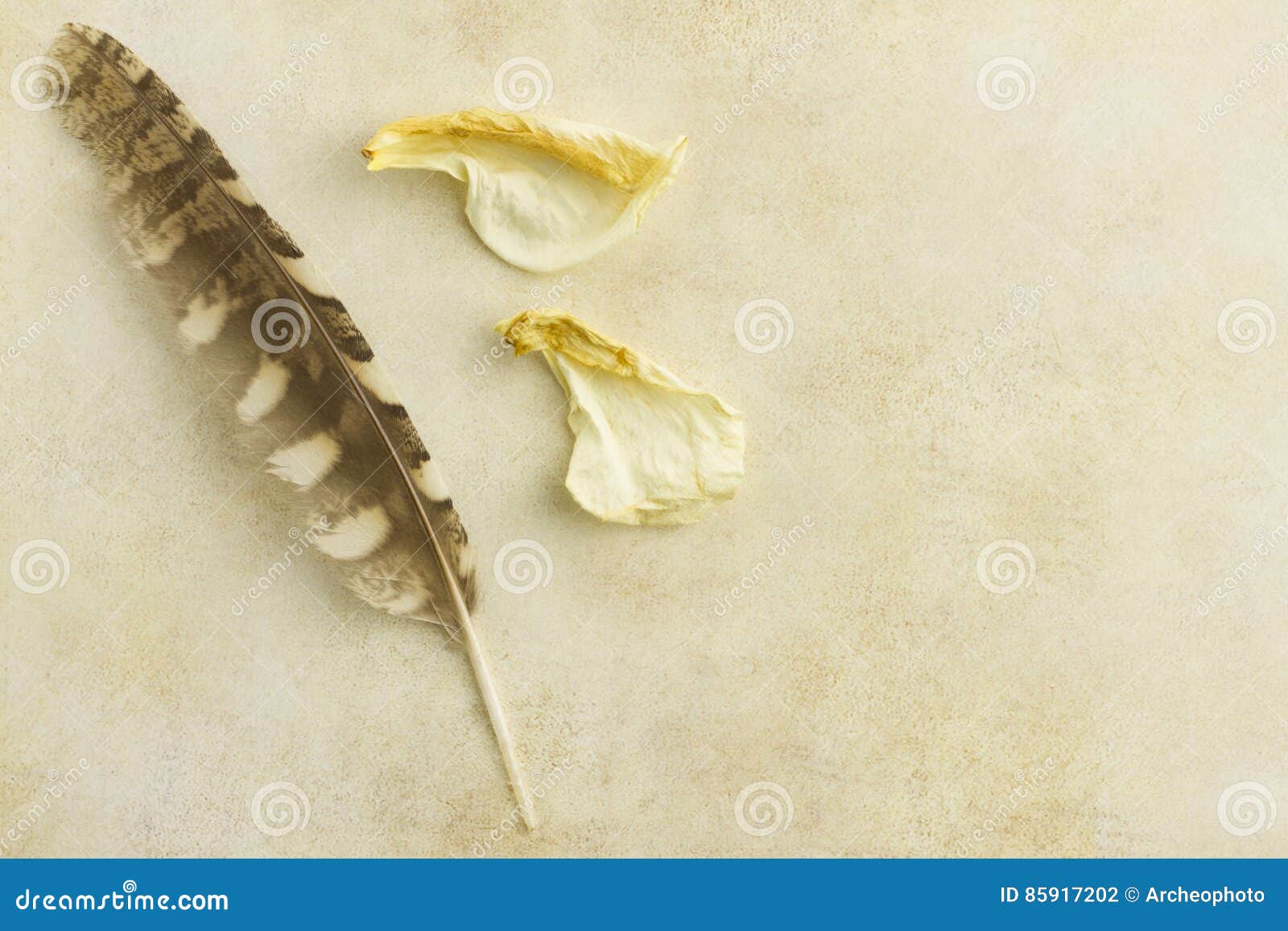 Feather and antique paper stock photo. Image of open - 85917202