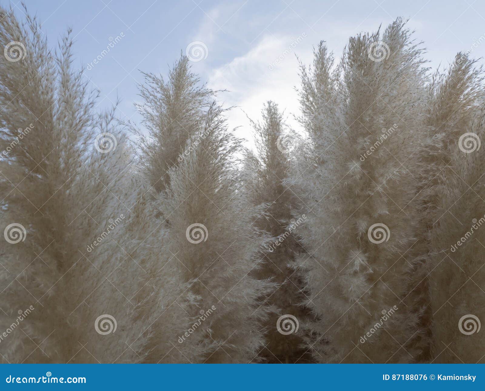 Feather, As a Winter Forest Stock Photo - Image of field, nature: 87188076