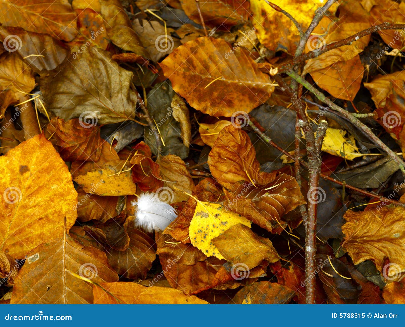 Feather on Autumn Forest Floor Stock Image - Image of fall, decay: 5788315