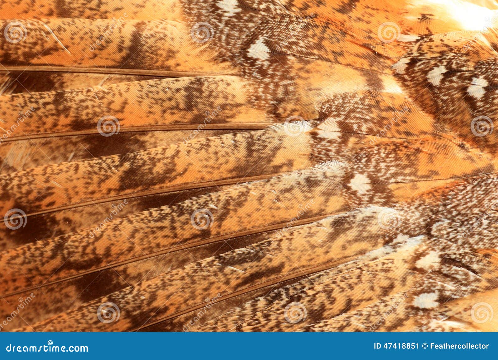 Feather of Barn Owl stock image. Image of feather, wildlife - 47418851