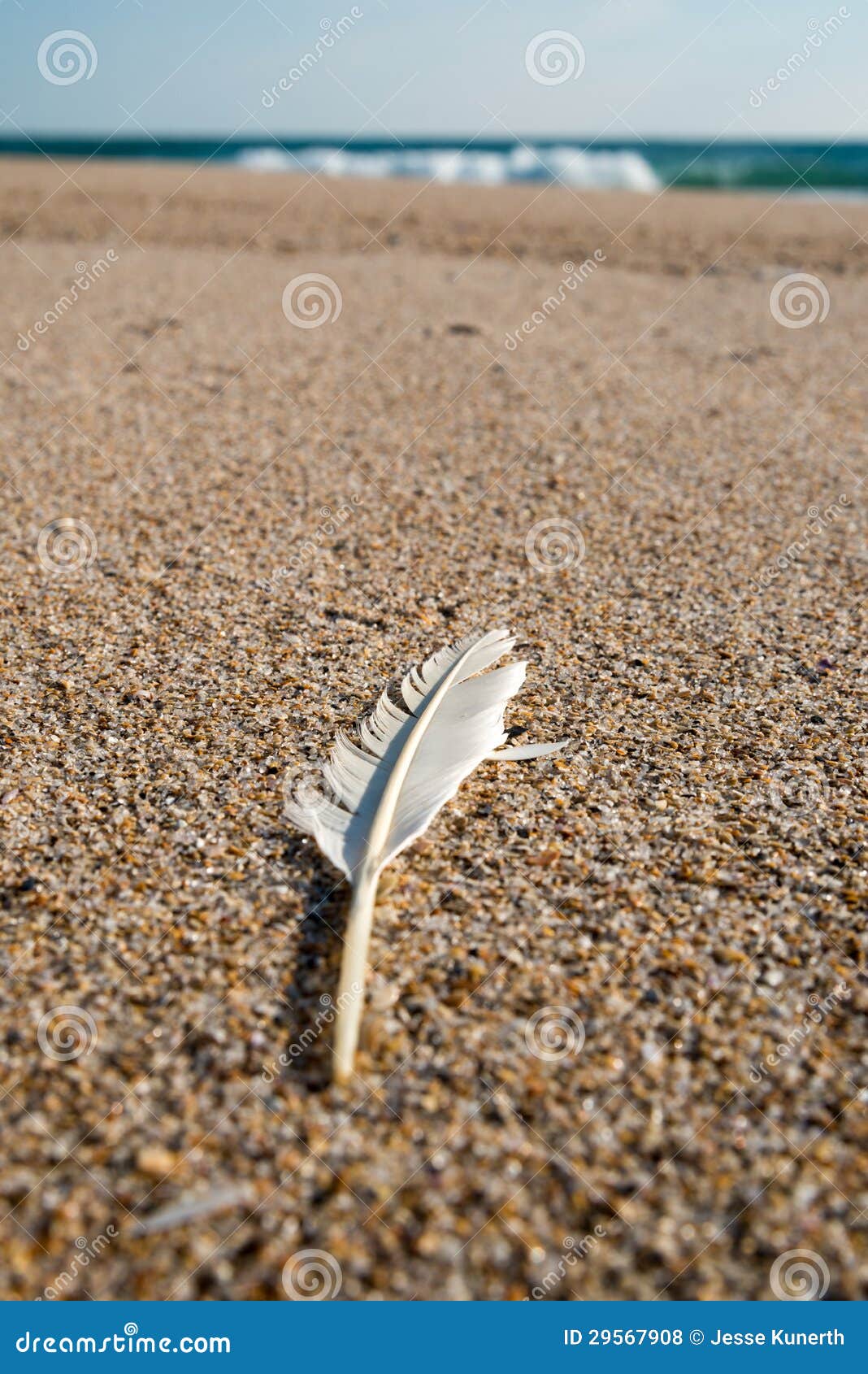 Feather on Beach stock photo. Image of beach, seashore - 29567908