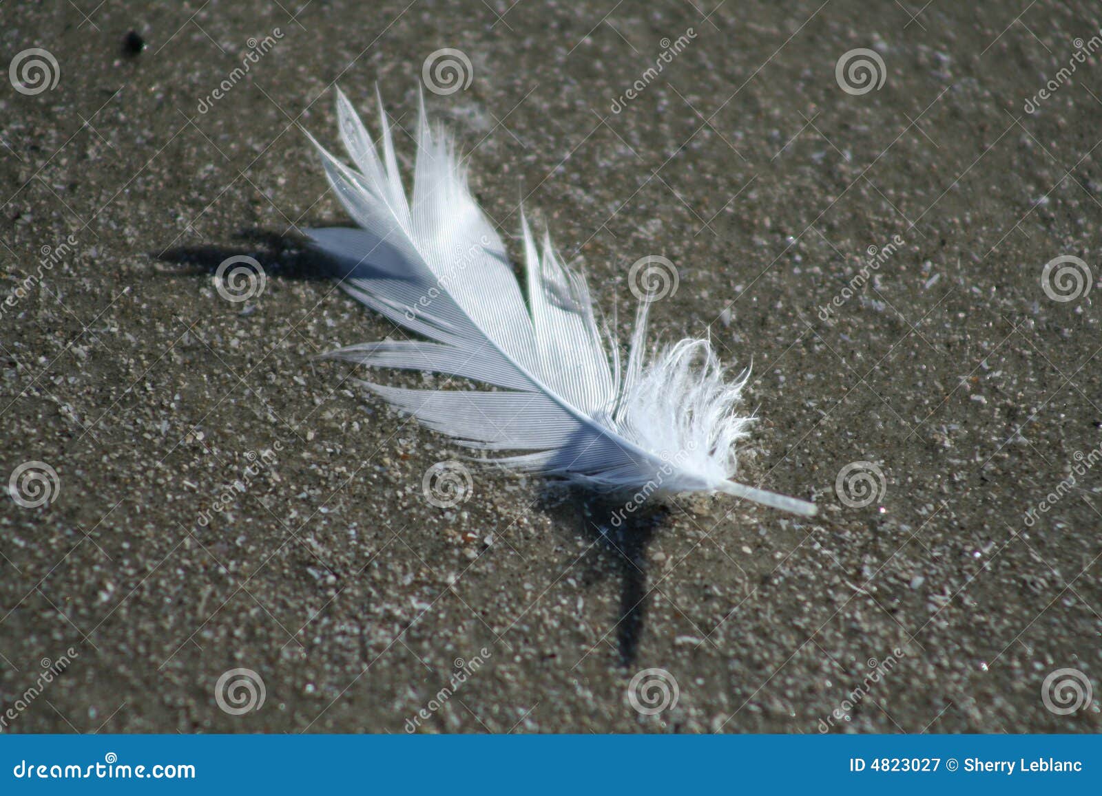 Feather on Beach stock image. Image of brown, sand, feather - 4823027