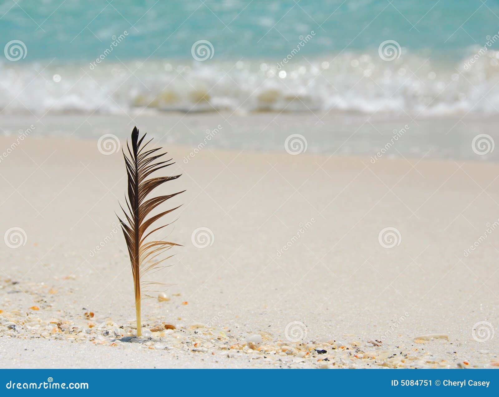 Feather at the Beach stock image. Image of spring, migrating - 5084751