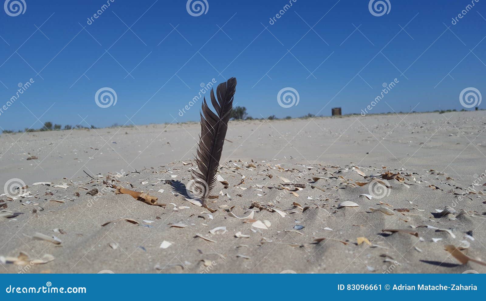 Feather stock image. Image of shells, beach, sand, feather - 83096661