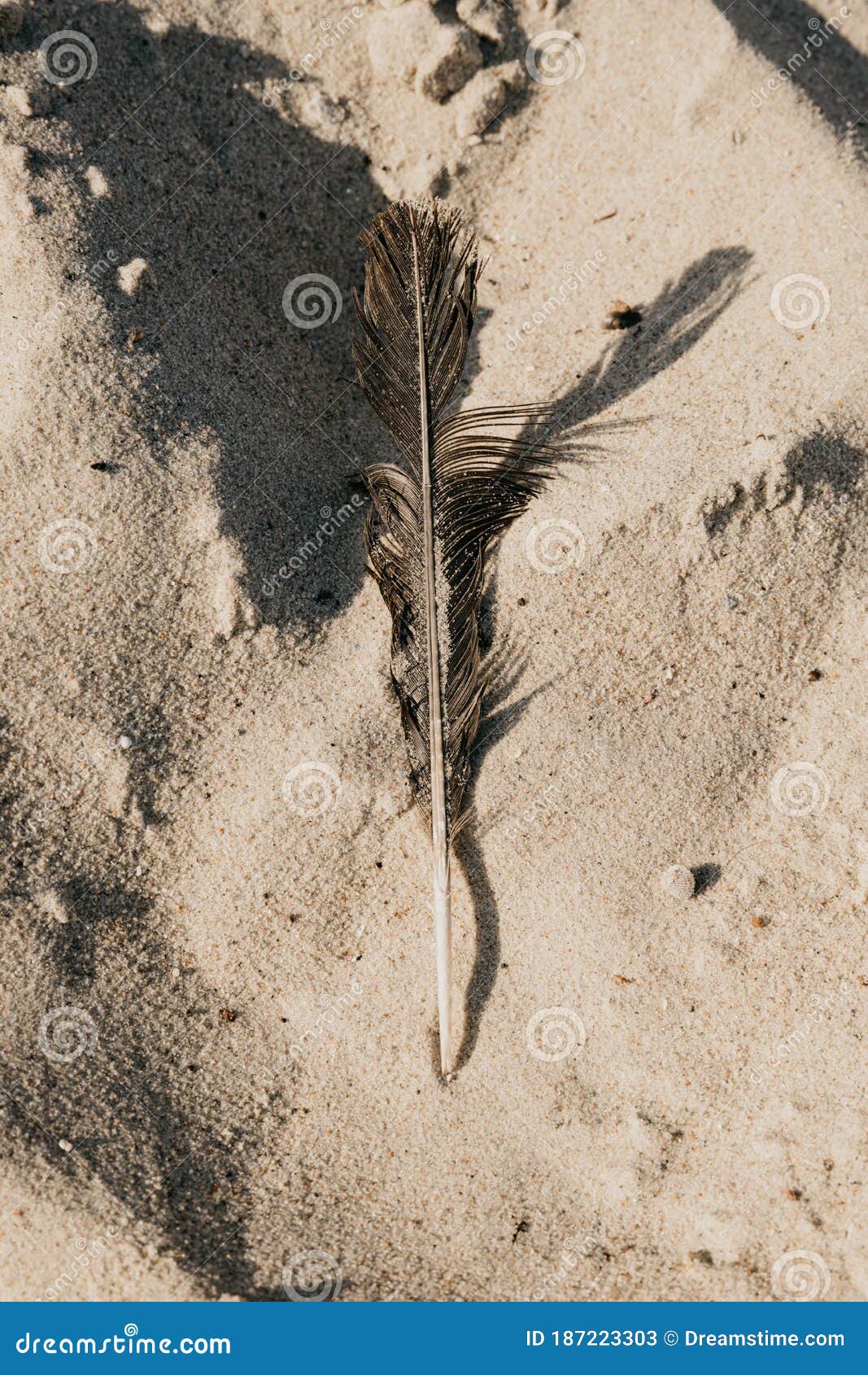 A Feather on the Beach among the Sand Stock Image - Image of black ...
