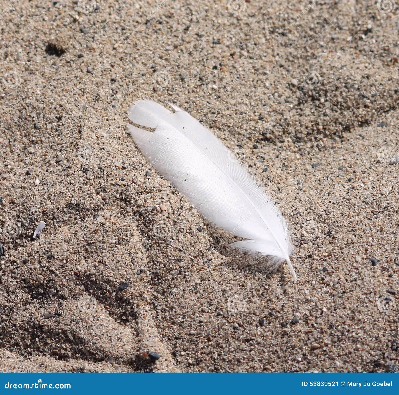 Feather on the beach stock image. Image of california - 53830521