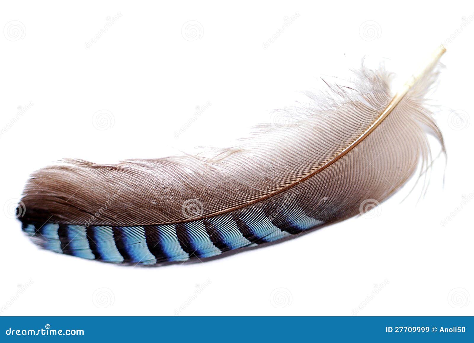 Feather of a bird stock image. Image of barb, macro, rachis - 27709999